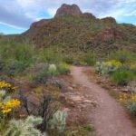 Self Guided Driving Audio Tour of Saguaro National Park - Why This Tour Might Be Worth It
