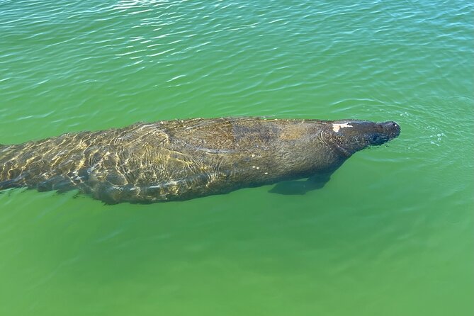Self Guided EcoTour: Clear/Standard Kayaks -Bonita Springs - Frequently Asked Questions  