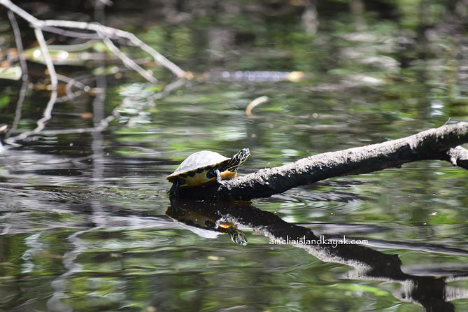 Self Guided Family Friendly Kayak Rental Experience Old Florida - What Makes This Experience Stand Out?