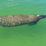 Self Guided Standup Paddle Board EcoTour -Bonita Springs - Who Is This Tour Best For?