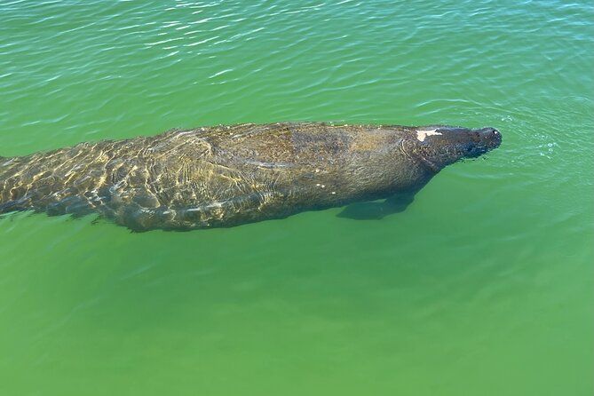 Self Guided Standup Paddle Board EcoTour -Bonita Springs - Who Is This Tour Best For?