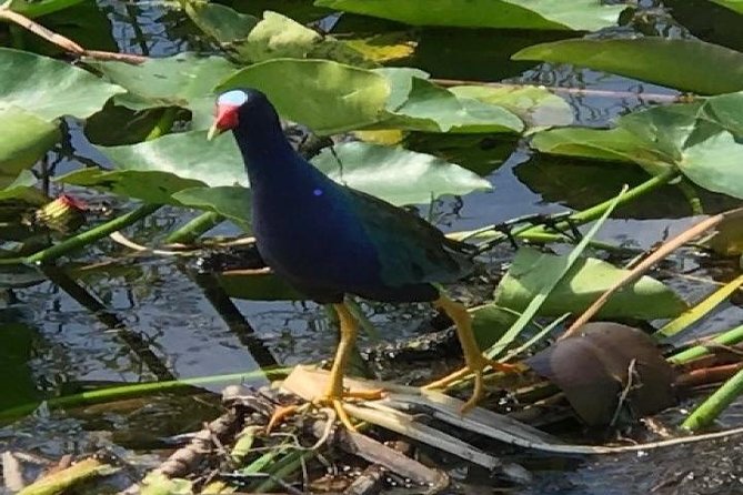 Semi-Private 1-Hour Airboat Tour of Miami Everglades - Practical Information for Travelers