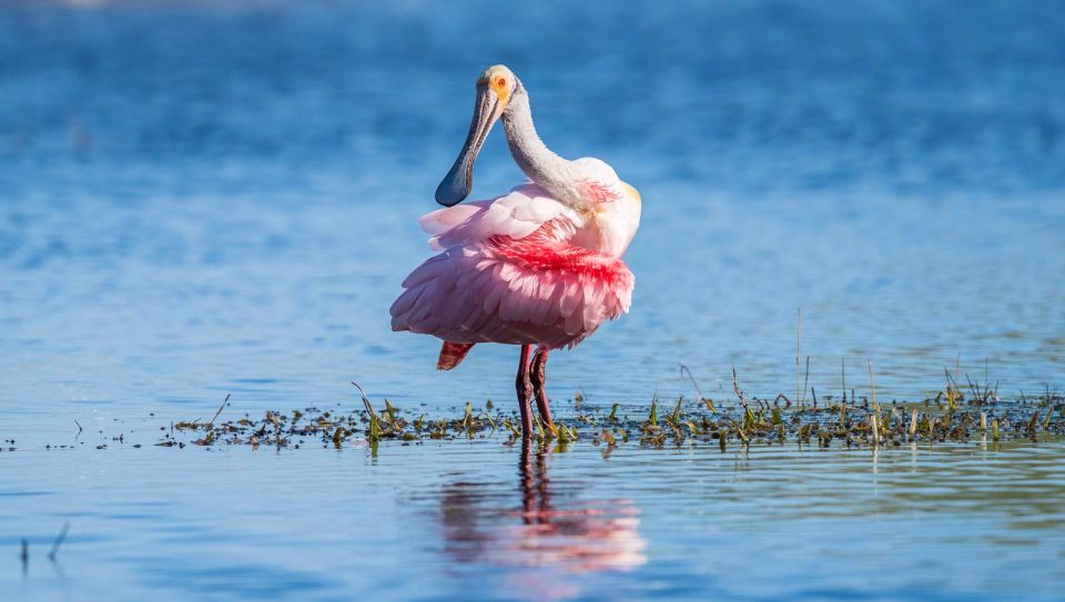 Semi-Private Everglades Tour from Miami Or Fort Lauderdale - The Itinerary in Detail
