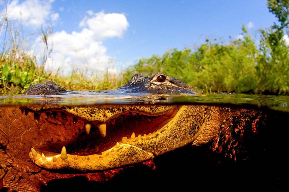 Semi-Private Everglades Tour from Miami Or Fort Lauderdale - Cost & Value