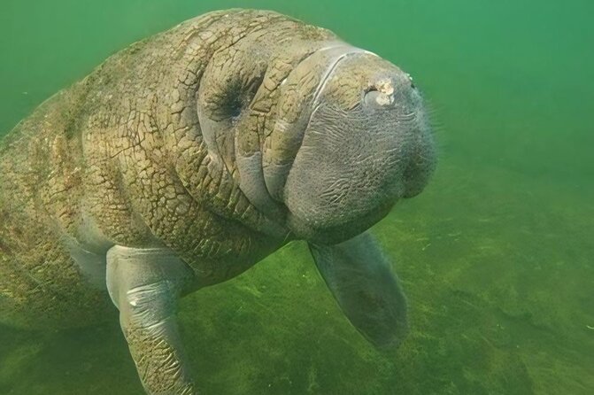 Semi-Private Manatee Swim Tour With Guide (Photos Included) - Why Choose This Tour?