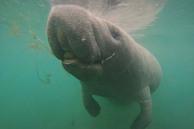 Semi-Private Manatee Swim Tour With Guide (Photos Included) - The Value of the Tour