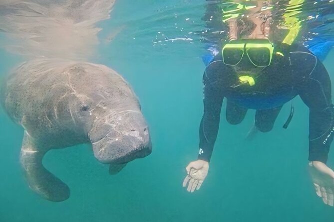 Semi-Private Manatee Swim Tour With Guide (Photos Included) - Practical Information & Tips