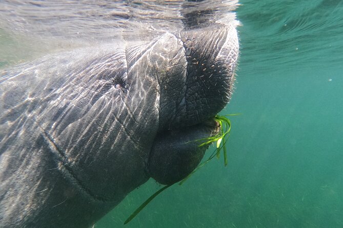 Semi-Private Manatee Swim Tour With In-Water Guide/Photographer - Discovering the Magic of Crystal River’s Manatees
