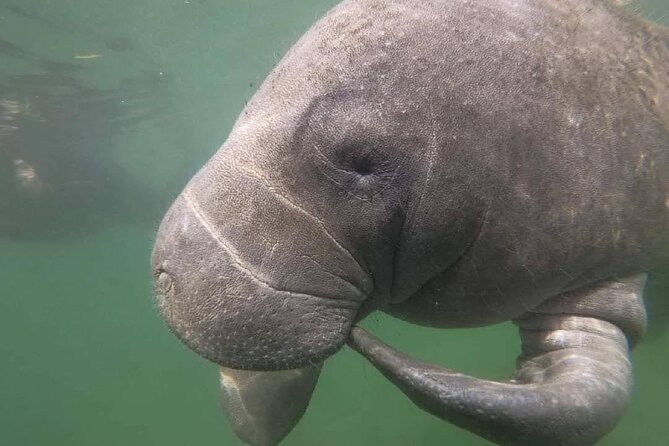 Semi-Private Manatee Swim Tour With In-Water Guide/Photographer - Practical Tips for Booking and Enjoying Your Tour