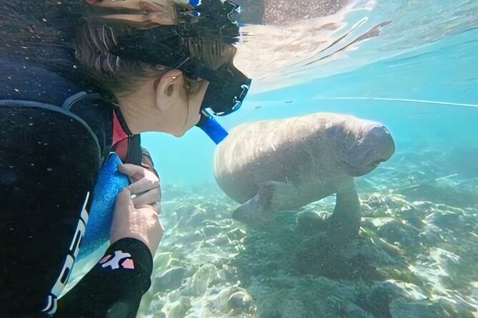 Semi-Private Manatee Swim Tour With In-Water Guide/Photographer - The Sum Up