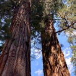 Semi Private Tour to Sequoia National Park with Lunch - Authentic Experiences and Reviews