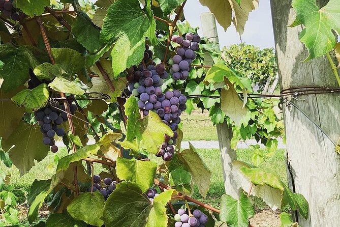 Seneca Lake South Wine Tastings Tour - Fourth Stop: Tabora Farm & Winery
