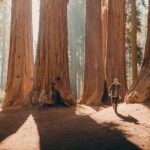 Sequoia Full Day Private Tour and Hike - What’s Included and What’s Not