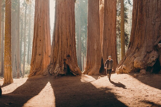 Sequoia Full Day Private Tour and Hike - What’s Included and What’s Not
