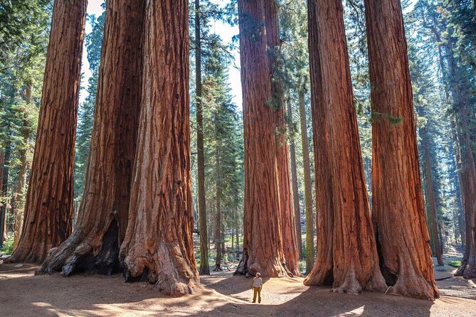 Sequoia National Park Adventure from Tulare - Introduction: Why This Tour Stands Out
