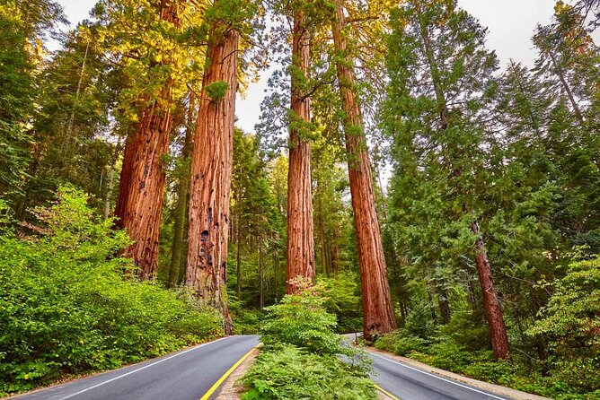 Sequoia National Park Private Tour - Key Points