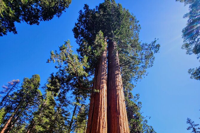 Sequoia National Park Private Tour - The Practicality of the Tour