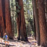 Sequoia National Park Private Tour - What Makes This Tour Stand Out?