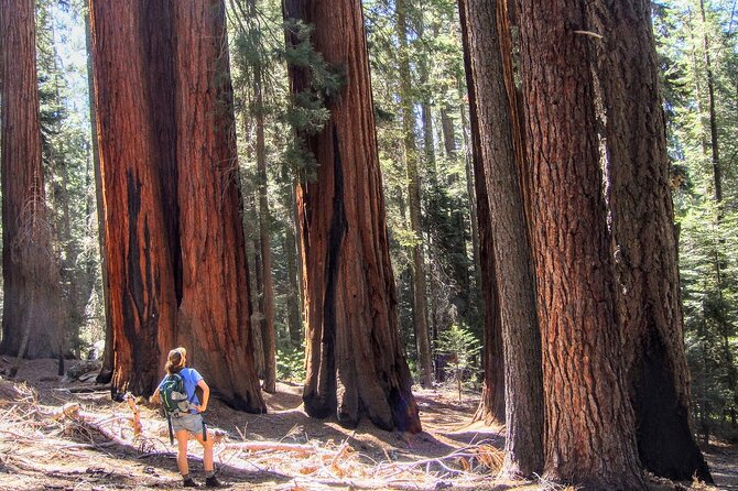 Sequoia National Park Private Tour - What Makes This Tour Stand Out?