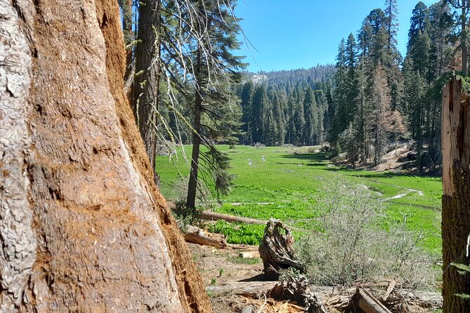 Sequoia National Park Private Tour - FAQ