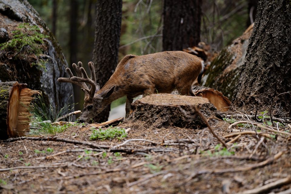 Sequoia National Park: Sherman Tree & Congress Trail Walk - Key Points