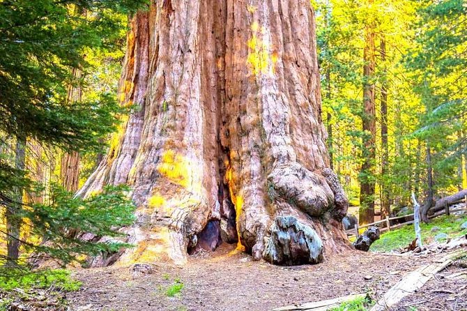 Sequoia Park Private Tour - Key Points