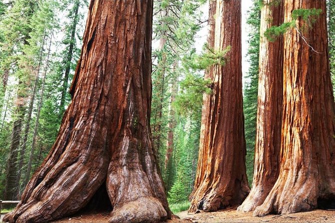 Sequoia Park Private Tour - What to Expect from the Sequoia Park Private Tour