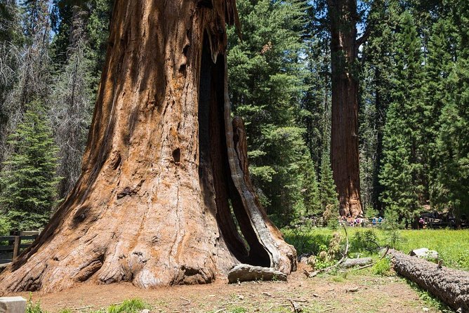 Sequoia Park Private Tour - Deep Dive into the Itinerary and Experience