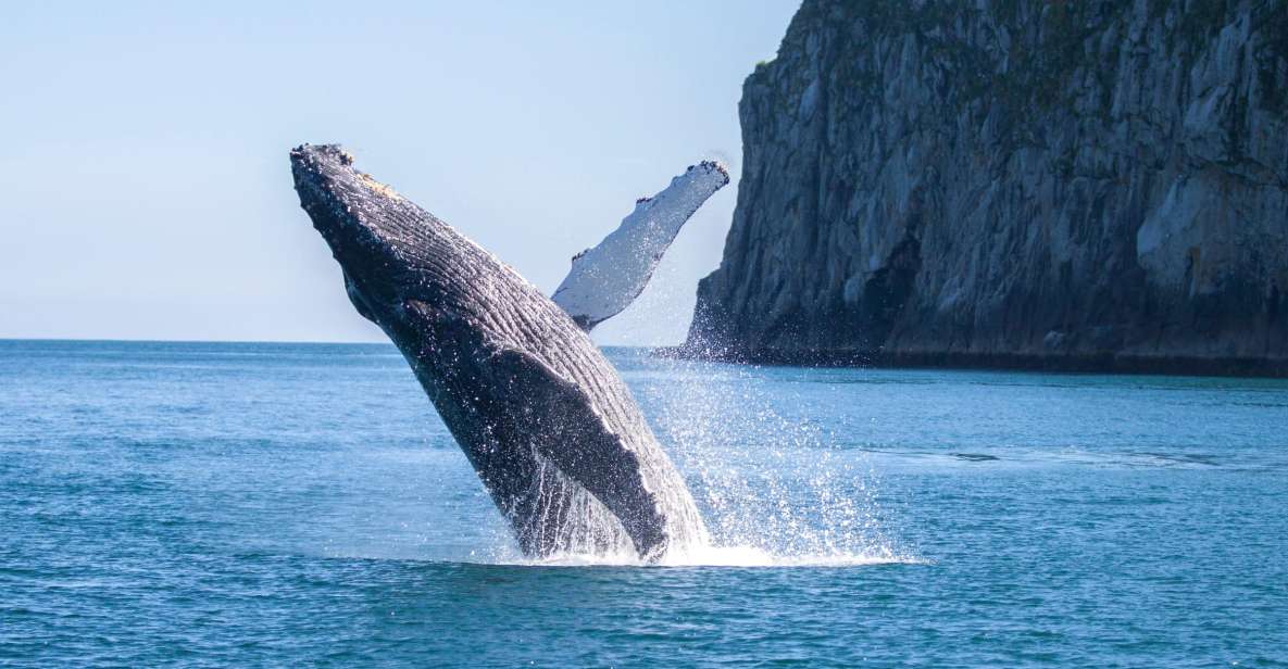 Seward: Kenai Fjords National Park Catamaran Cruise w/Lunch - A Deep Dive Into the Kenai Fjords Catamaran Experience