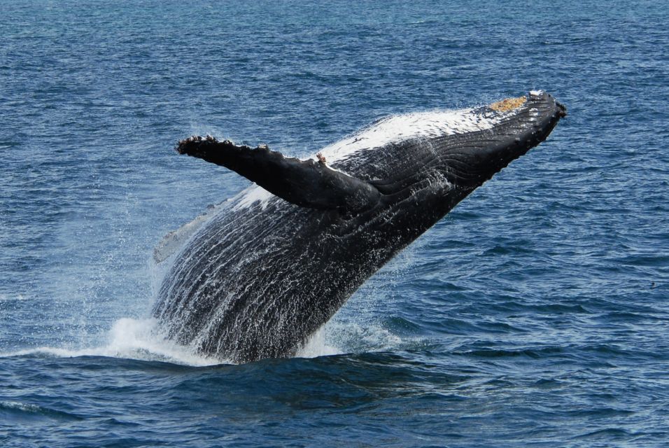 Seward: Kenai Fjords National Park Extended Cruise - Final Thoughts