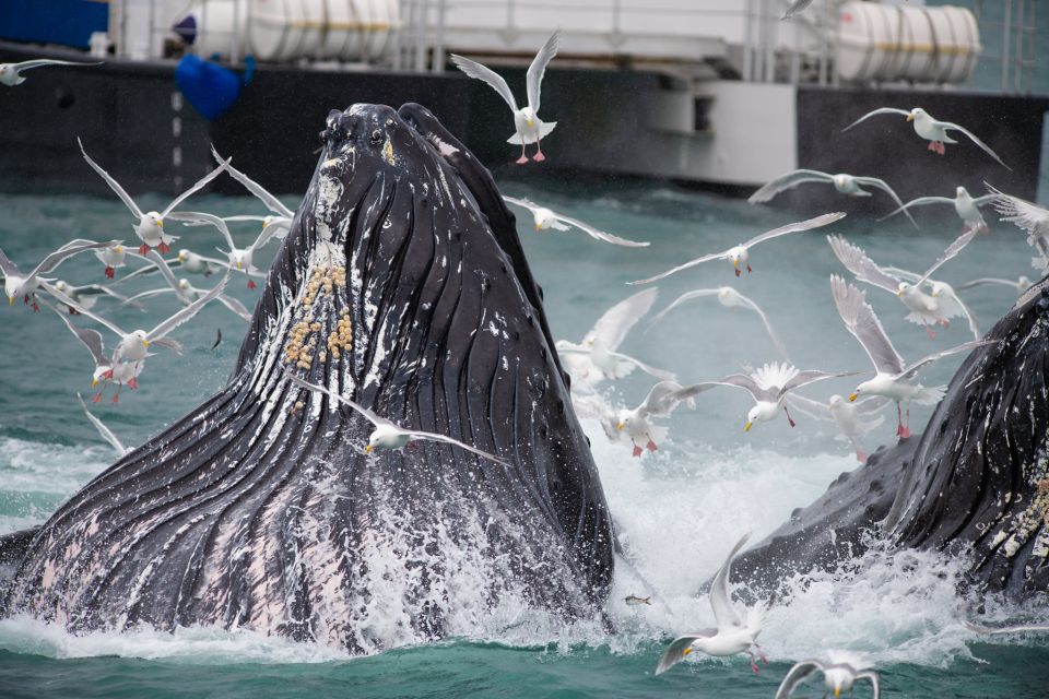 Seward: Kenai Fjords National Park Extended Cruise - Final Words