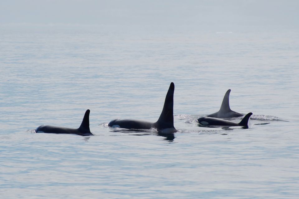 Seward: Resurrection Bay Orca Quest Cruise - An In-Depth Look at the Resurrection Bay Orca Quest Cruise