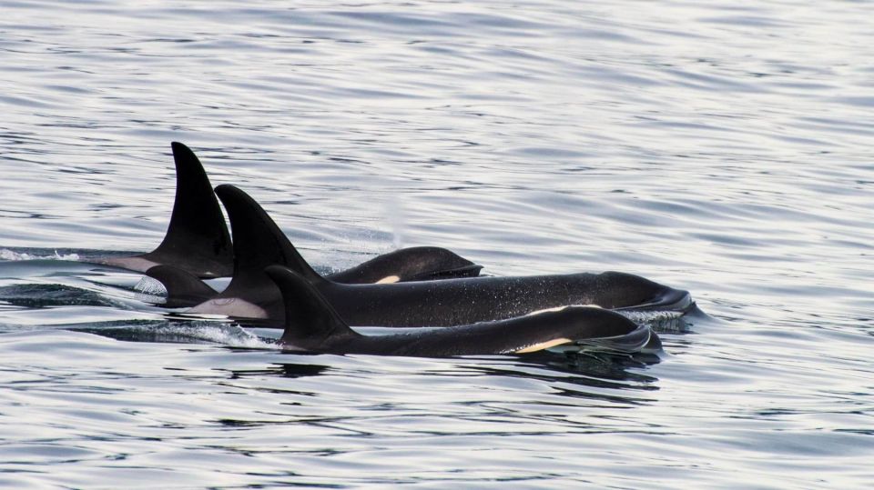 Seward: Resurrection Bay Orca Quest Cruise - Practical Tips for Your Trip