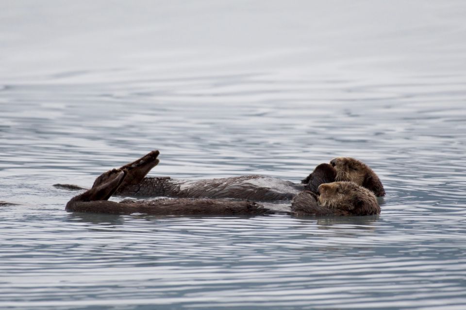 Seward: Resurrection Bay Orca Quest Cruise - The Sum Up: Is This Cruise for You?