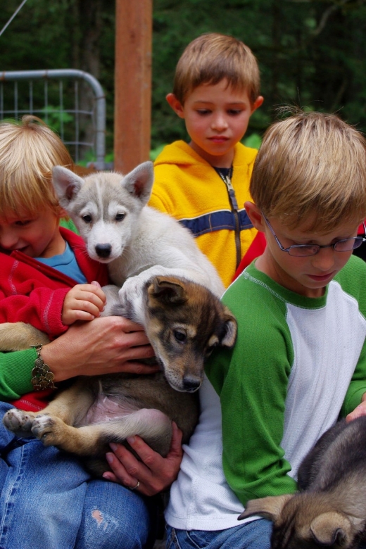 Seward: Summer Dog Sled Ride and Seavey Estate Tour - An In-Depth Look at the Experience