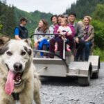 Seward: Summer Dog Sled Ride and Seavey Estate Tour - Practical Tips for Travelers