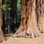 SF: Muir Woods, Sausalito, Golden Gate Bridge Private Tour - Why This Tour Offers Great Value