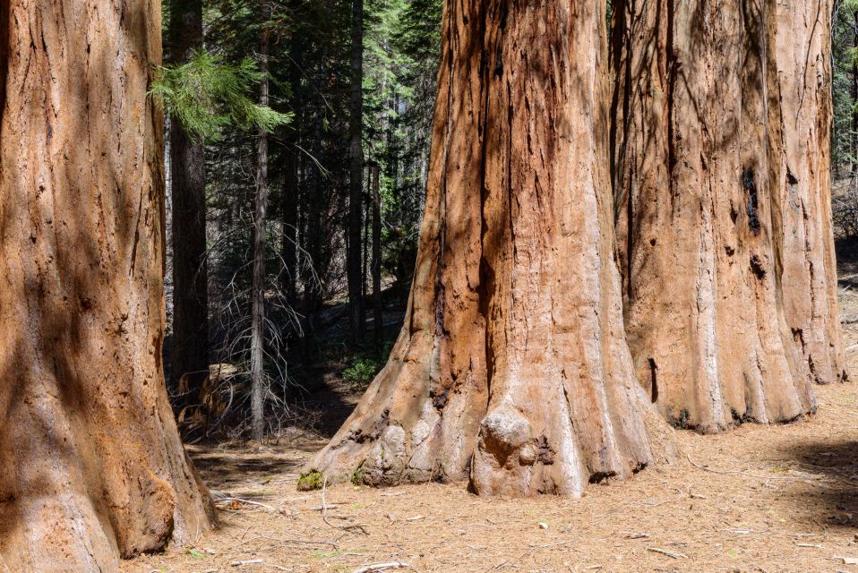 SF: Muir Woods, Sausalito, Golden Gate Bridge Private Tour - Why This Tour Offers Great Value