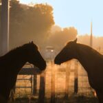 Shaded Trails Horse Ride - Who Is This Tour Best For?