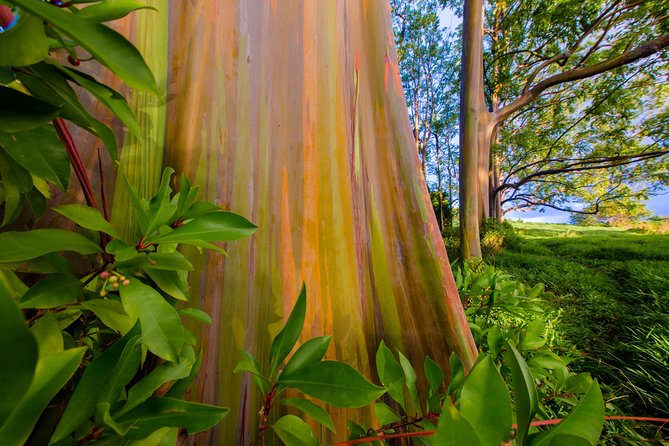 Shaka Guide Maui "Classic" Road to Hana Audio Driving Tour - Pricing and Value