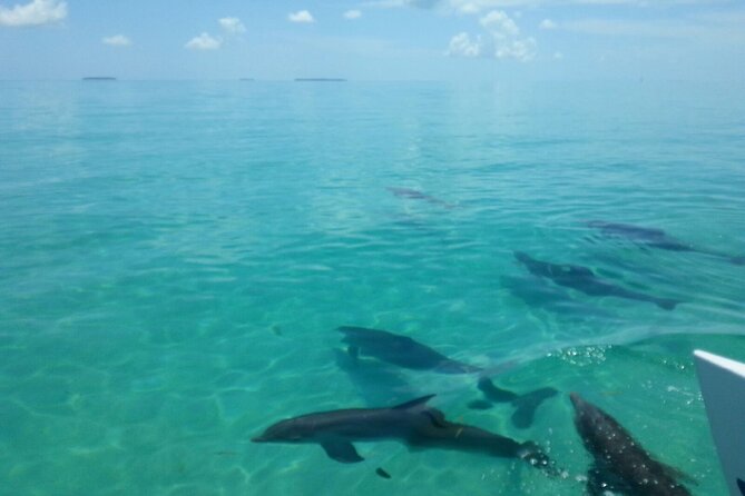 Shallow Water Snorkeling and Dolphin Watching in Key West - Who Will Love This Experience?