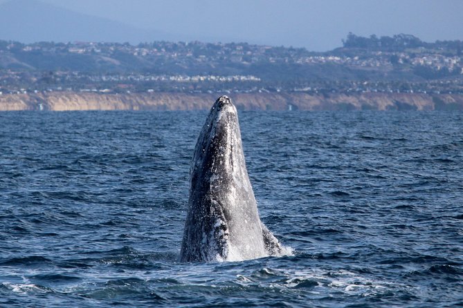 Shared Two-Hour Whale Watching Tour from Oceanside - Key Points