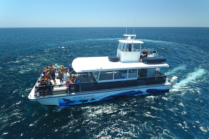 Shared Two-Hour Whale Watching Tour from Oceanside - Final Thoughts: Is It Worth It?