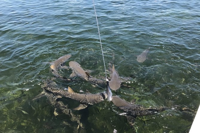 Shark and Wildlife Viewing Adventure in Key West - Introduction to the Experience