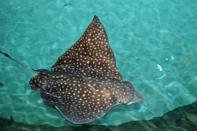 Shark and Wildlife Viewing Adventure in Key West - The Experience, the Guides, and the Atmosphere