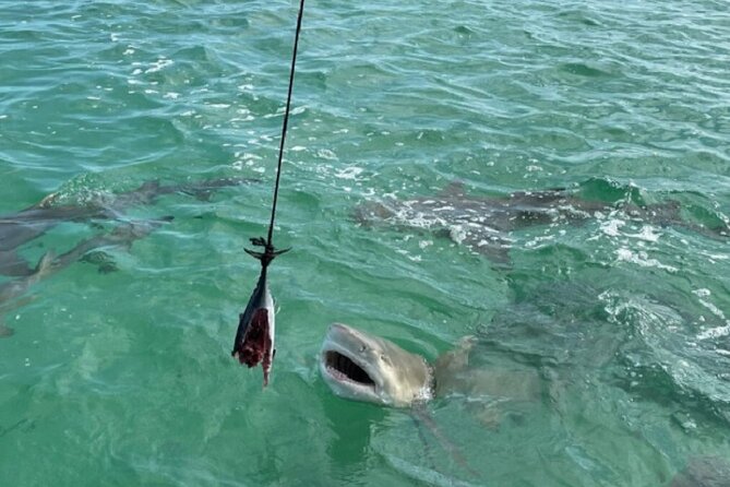 Shark and Wildlife Viewing Adventure in Key West - Final Thoughts
