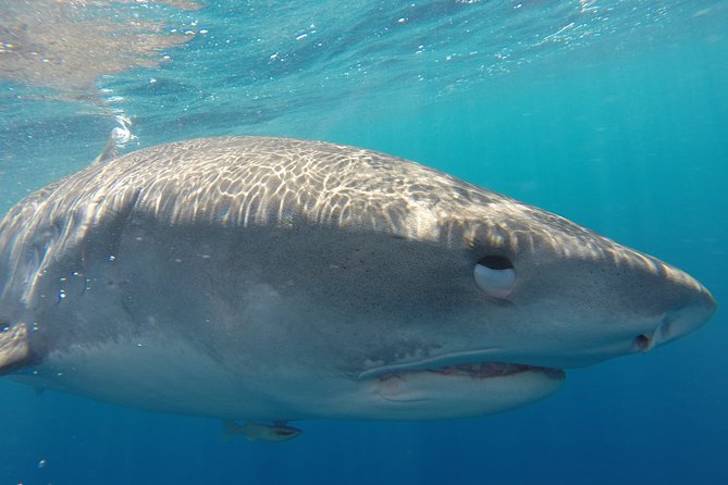 Shark Cage Diving In Oahu - Authentic Insights from Reviewers