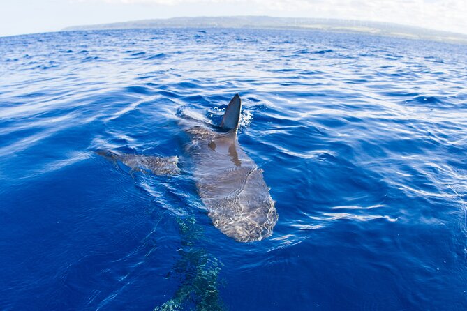 Shark Cage Diving In Oahu - Practical Tips for Your Shark Cage Adventure
