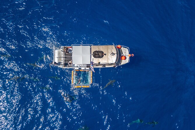 Shark Cage Diving On "The World Famous North Shore of Oahu", Hawaii - What to Expect from This Shark Cage Diving Tour