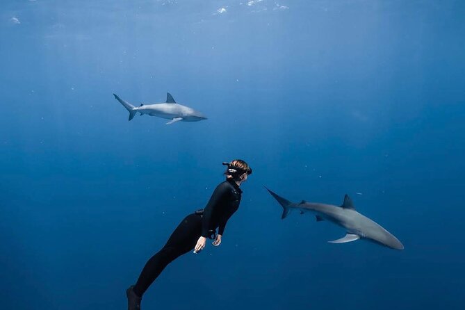 Shark Diving and Snorkeling in Oahu Hawaii - Key Points
